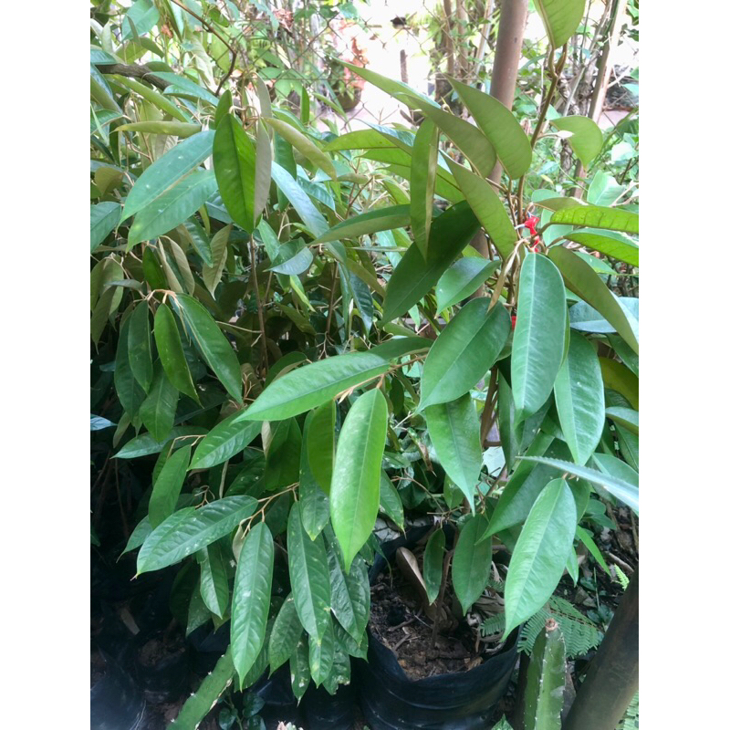 Anak pokok durian kampung, minimum order 2 pokok dan maximum 5 pokok ...