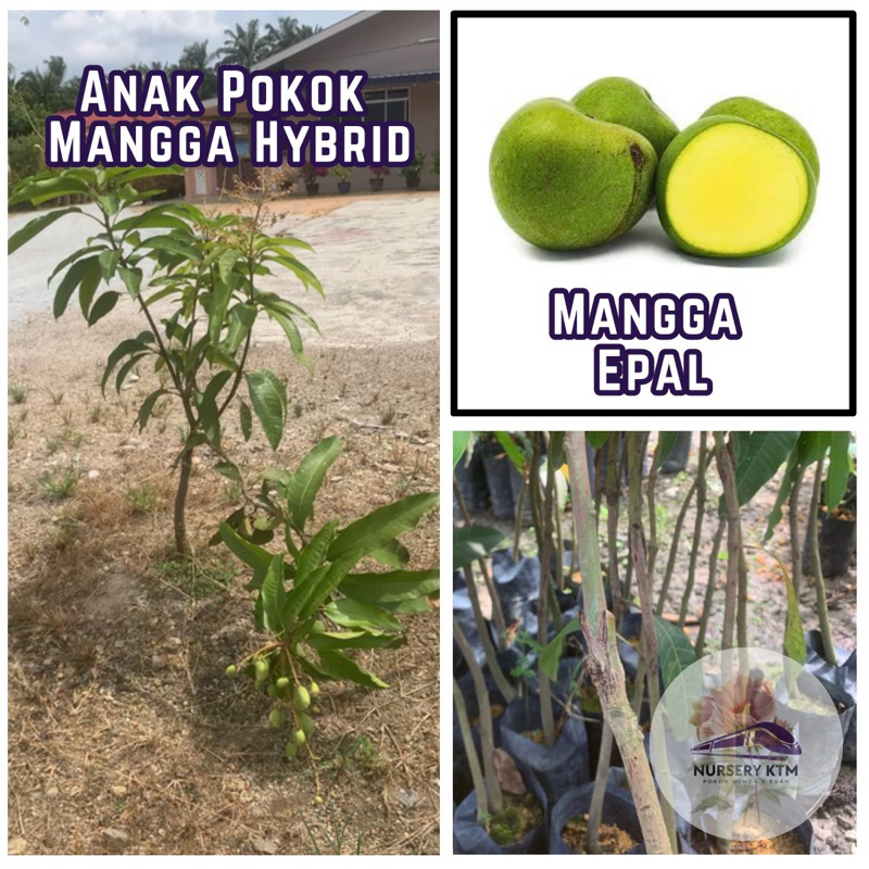 Pokok Mangga Epal cepat berbuah | Shopee Malaysia