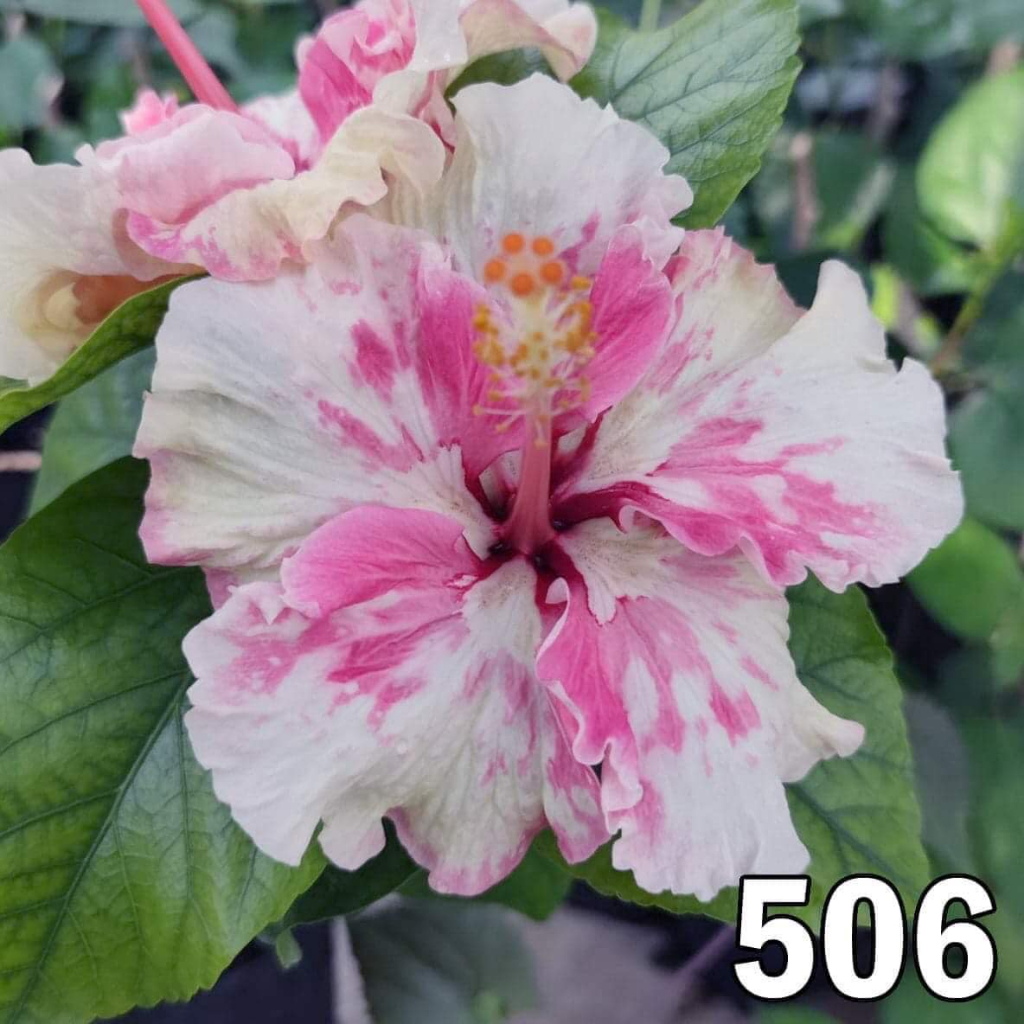 Anak Pokok Bunga Raya/Hibiscus Hibrid/Hybrid Impot Season 5 | Shopee ...