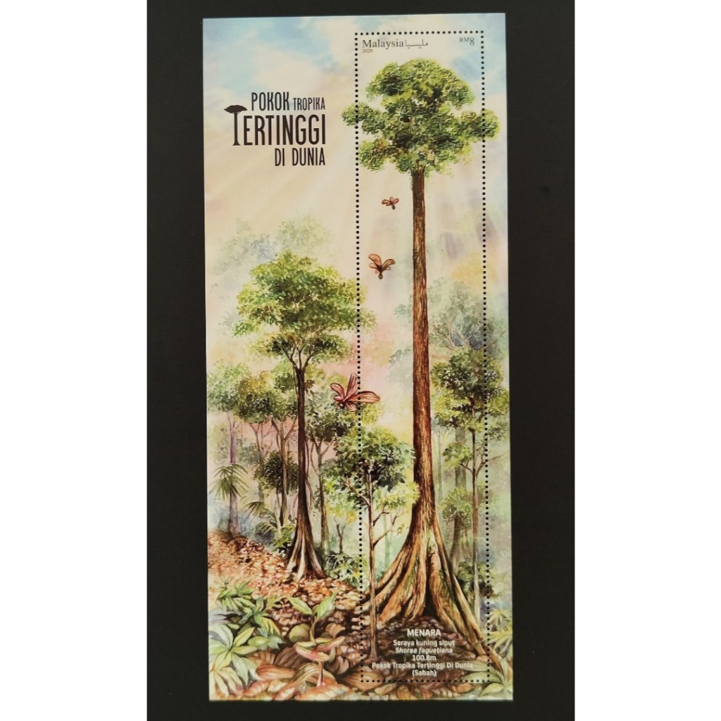 [MSV-0027] 2020 Malaysia Pokok Tropika Tertinggi Di Dunia / World's ...