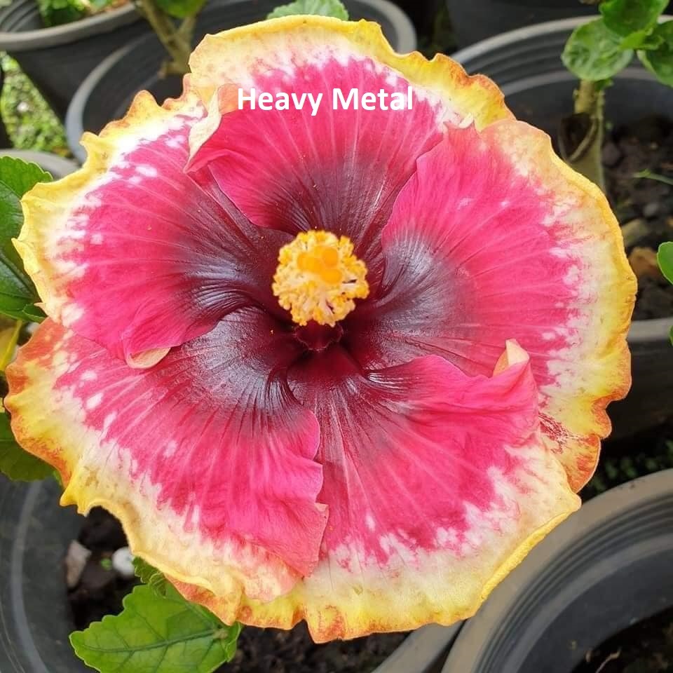 Anak Pokok Bunga Raya/Hibiscus Hibrid/Hybrid Impot Season 3 | Shopee ...