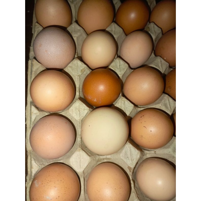 KK/01 Telur Berbenih Baka Hirbrid Random/ Campur | Shopee Malaysia