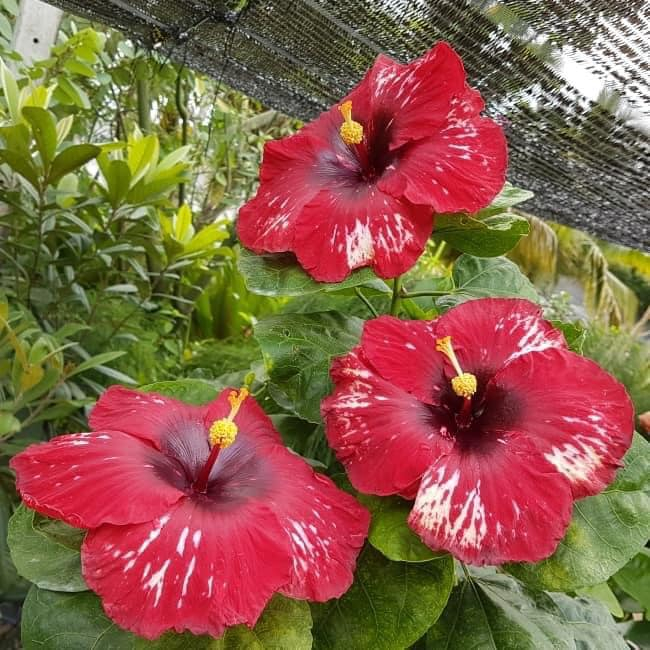 Anak Pokok Bunga Raya/Hibiscus Hibrid/Hybrid Impot Season 1B | Shopee ...