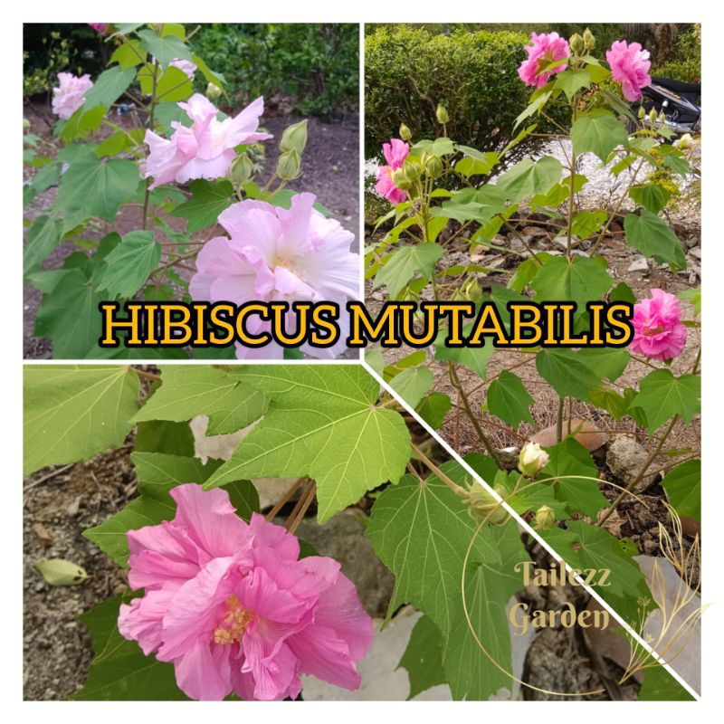 ANAK POKOK BUNGA RAYA HIBISCUS MUTABILIS 芙蓉/COTTON ROSE | Shopee Malaysia