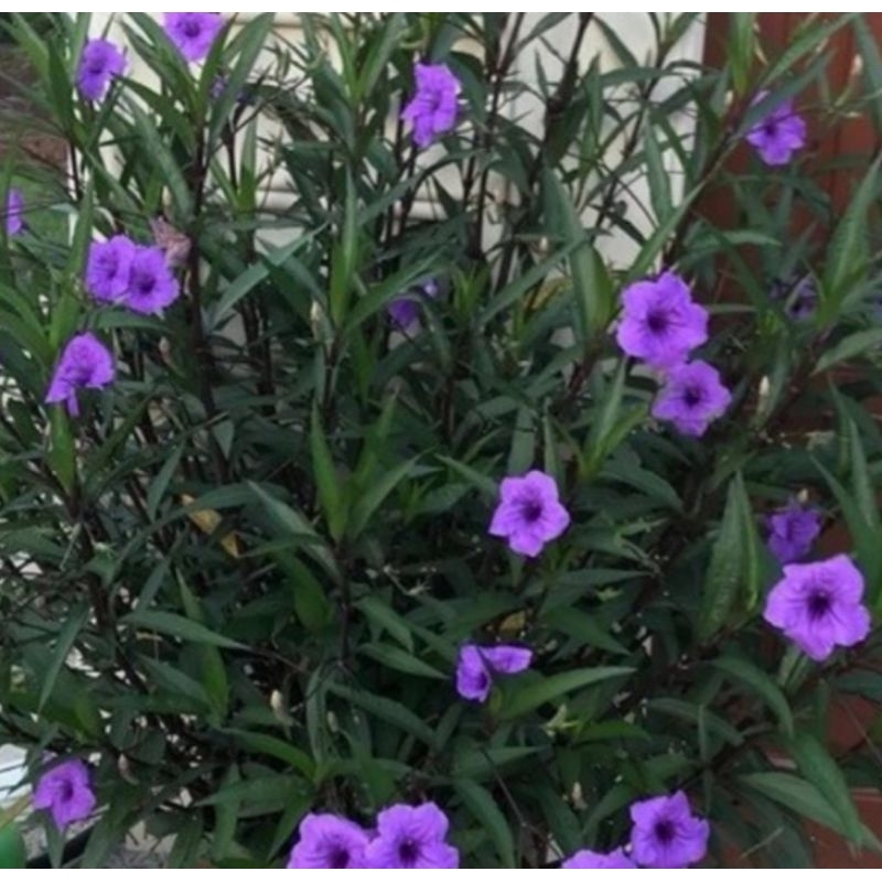 3 Keratan Pokok Bunga Ruellia Saiz Besar/ Beli 3 Set Keatas Free 2 ...