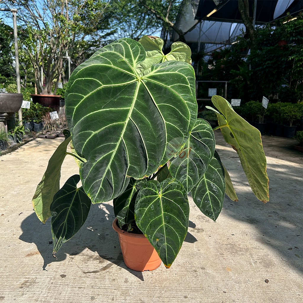 [Limited Stock] Anthurium crystallinum | Real Live Rare Plant | Pokok ...