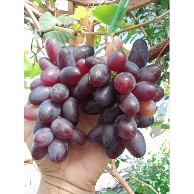 pokok anggur gosV/anggur gosve | Shopee Malaysia