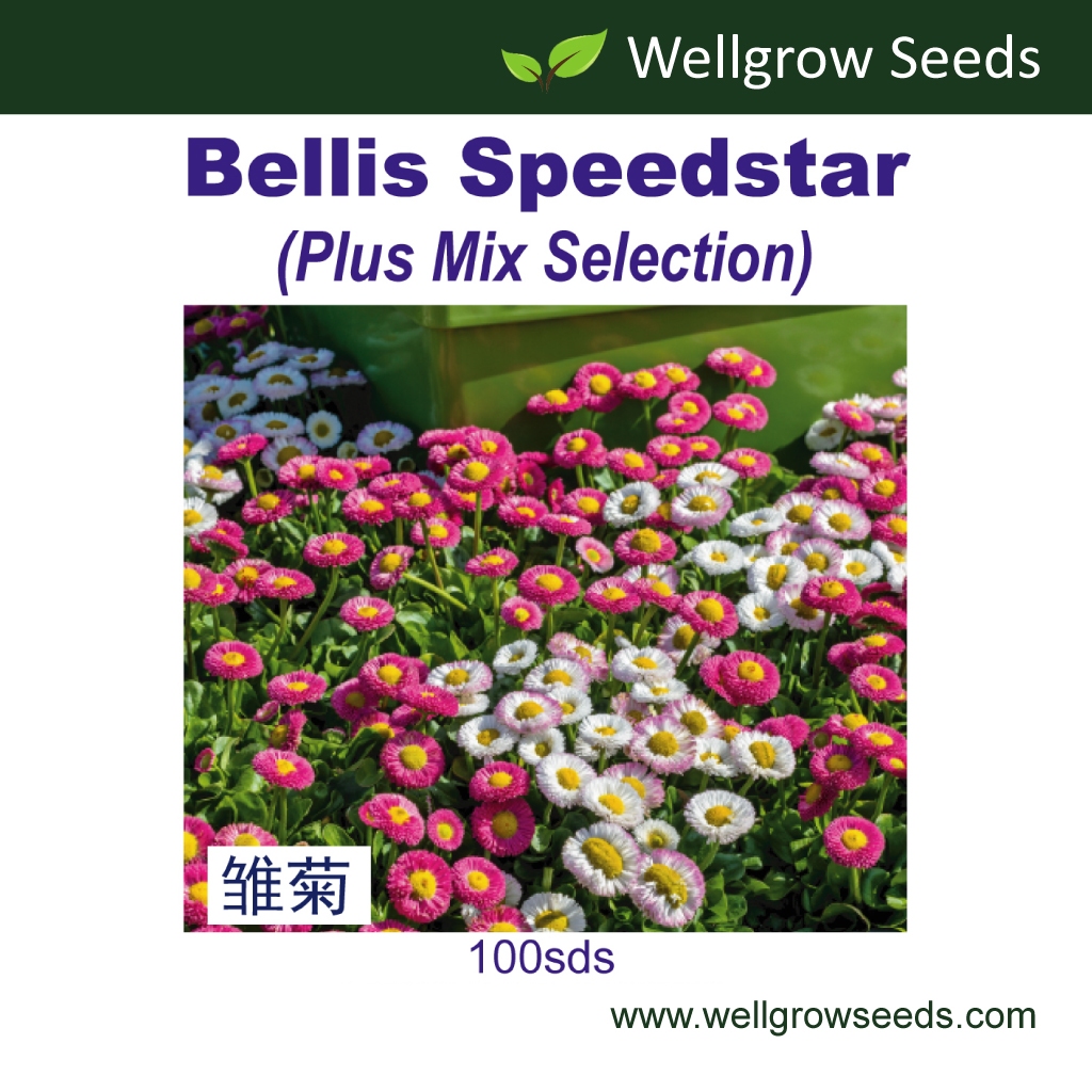 Bellis Speedstar Plus Mix Selection (100sds) 雏菊 : 行星 (混色) Flower Seeds ...