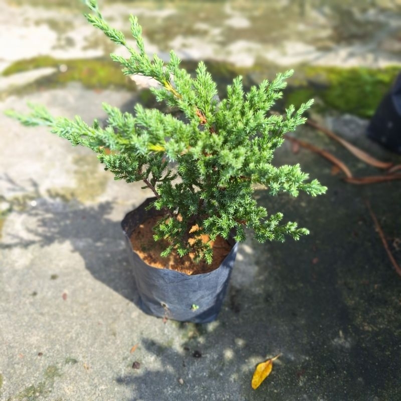 "Santhanna" Sleeping pine / jenis pine 🌴/ dekorasi tanaman/ pokok hidup ...