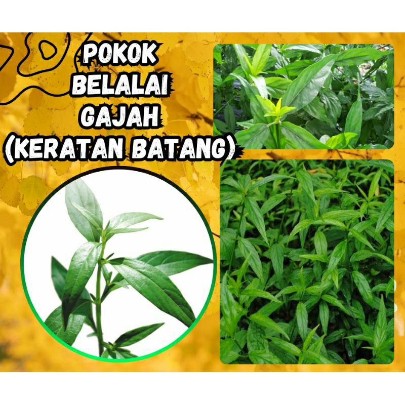 Pokok Belalai Gajah || Keratan Batang | Shopee Malaysia