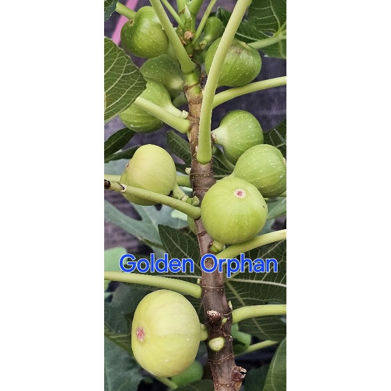 Anak Pokok Tut Tin Air layered premium fig variety 收藏版无花果苗高压包 Jolly ...
