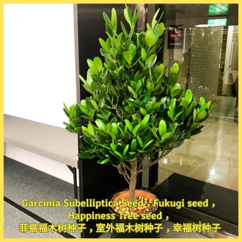 Garcinia Subelliptica Seed，Fukugi seed，Happiness Tree seed，菲島福木树种子，室外福木 ...