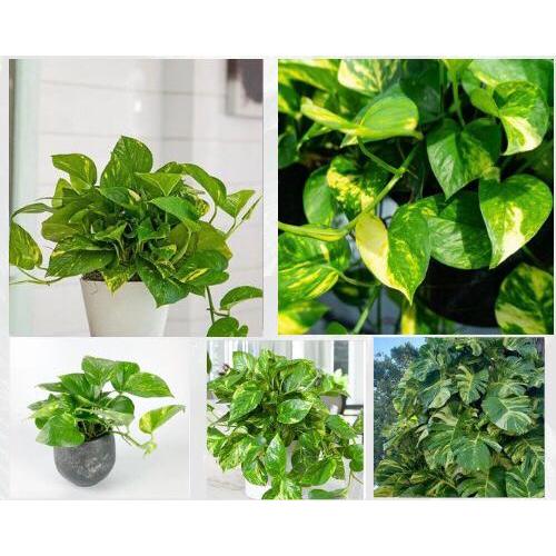 Golden Pothos Epipremnum Pinnatum Aureum (Pokok Hidup Indoor Deco ...
