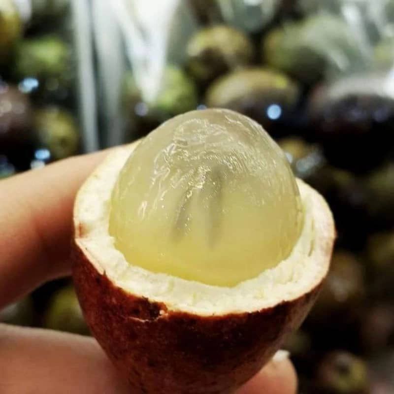 Anak Pokok Buah Matoa Hybrid | Shopee Malaysia