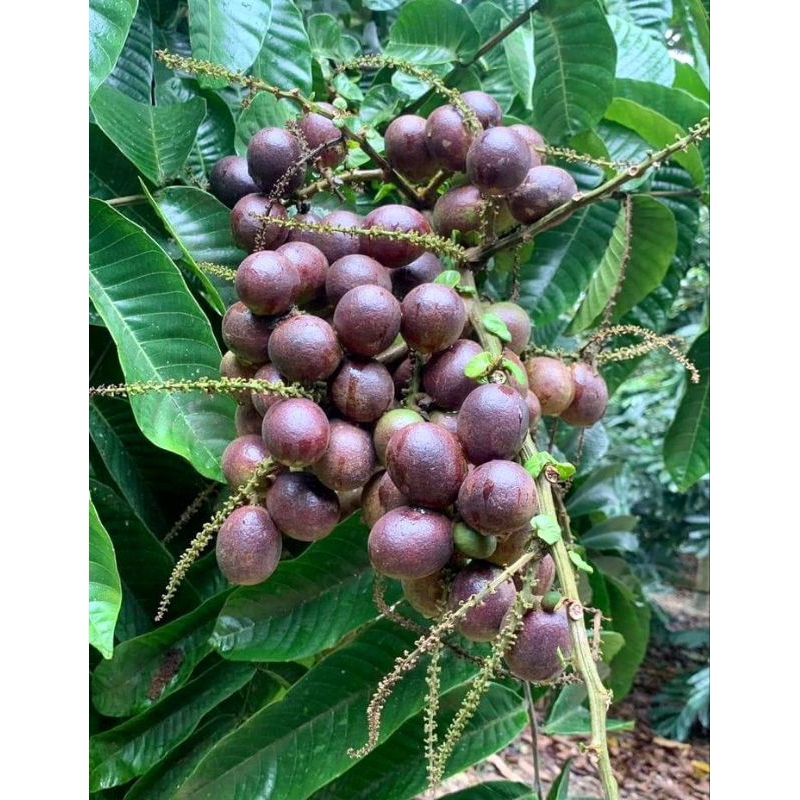 BAJA BUAH POKOK LONGAN BRAZIL MATAO 1.5KG | Shopee Malaysia