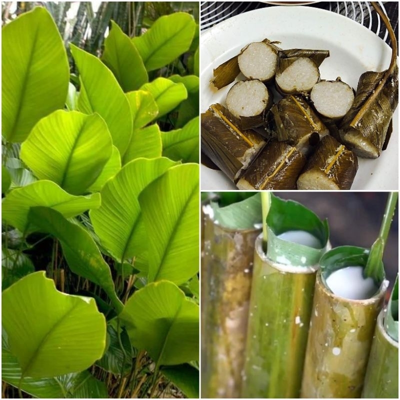 Pokok Lerek lemang herb herba plant | Shopee Malaysia