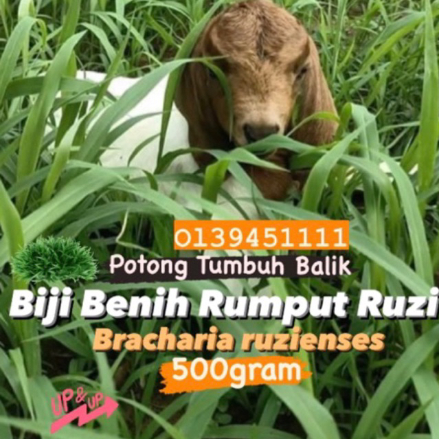 38,000 Biji (500gram) Benih Rumput Ruzi Ternakan Lembu Kambing Sumber ...