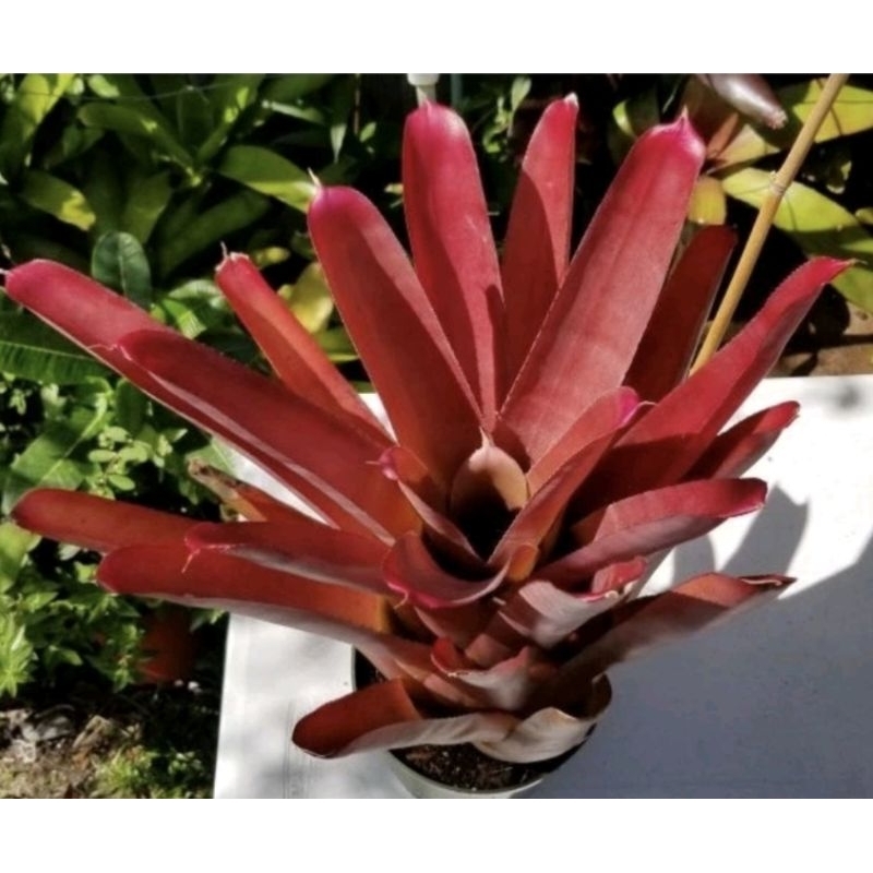 Bromeliad Cruenta Rubra Red (Tahan panas) | Shopee Malaysia