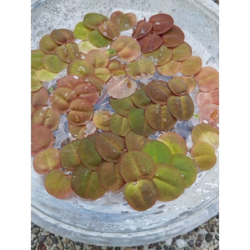 Live floating aquarium plant, Red Root Floaters, Phyllanthus Fluitans ...