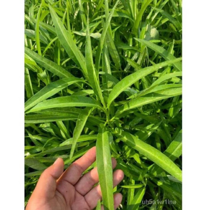 60g - 10g Biji Benih Kangkung / Benih Kangkung Daun Tirus Panjang ...