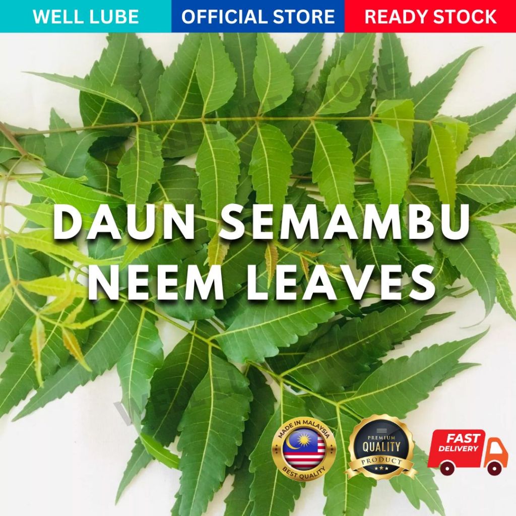 100G Daun Semambu Segar Fresh Neem Leaves Berkualiti Tinggi High ...