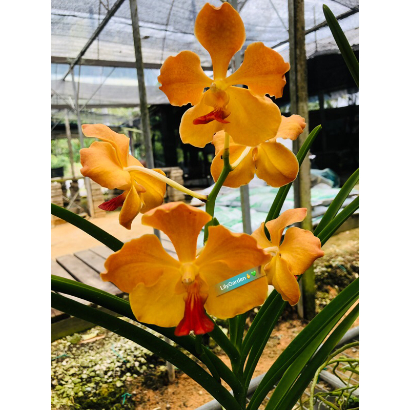 Orkid Papilionanda Tengku Amir Shah(cutting) | Shopee Malaysia