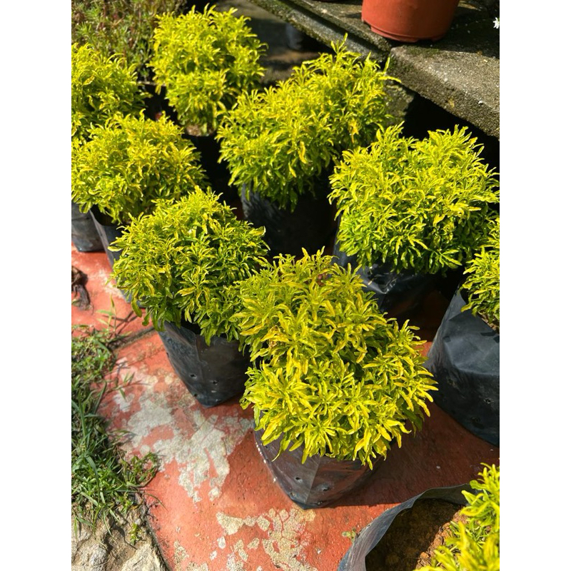 Tong Mas Gold : Outdoor Plant : Kedai Sayur Rawang | Shopee Malaysia