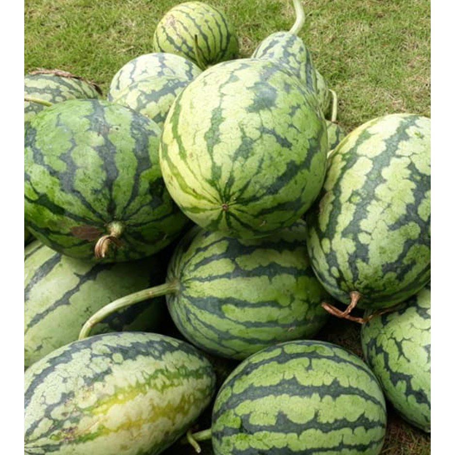 Baja Buah TEMBIKAI Buah Besar Berat Isi Manis Watermelon Fertilizer ...