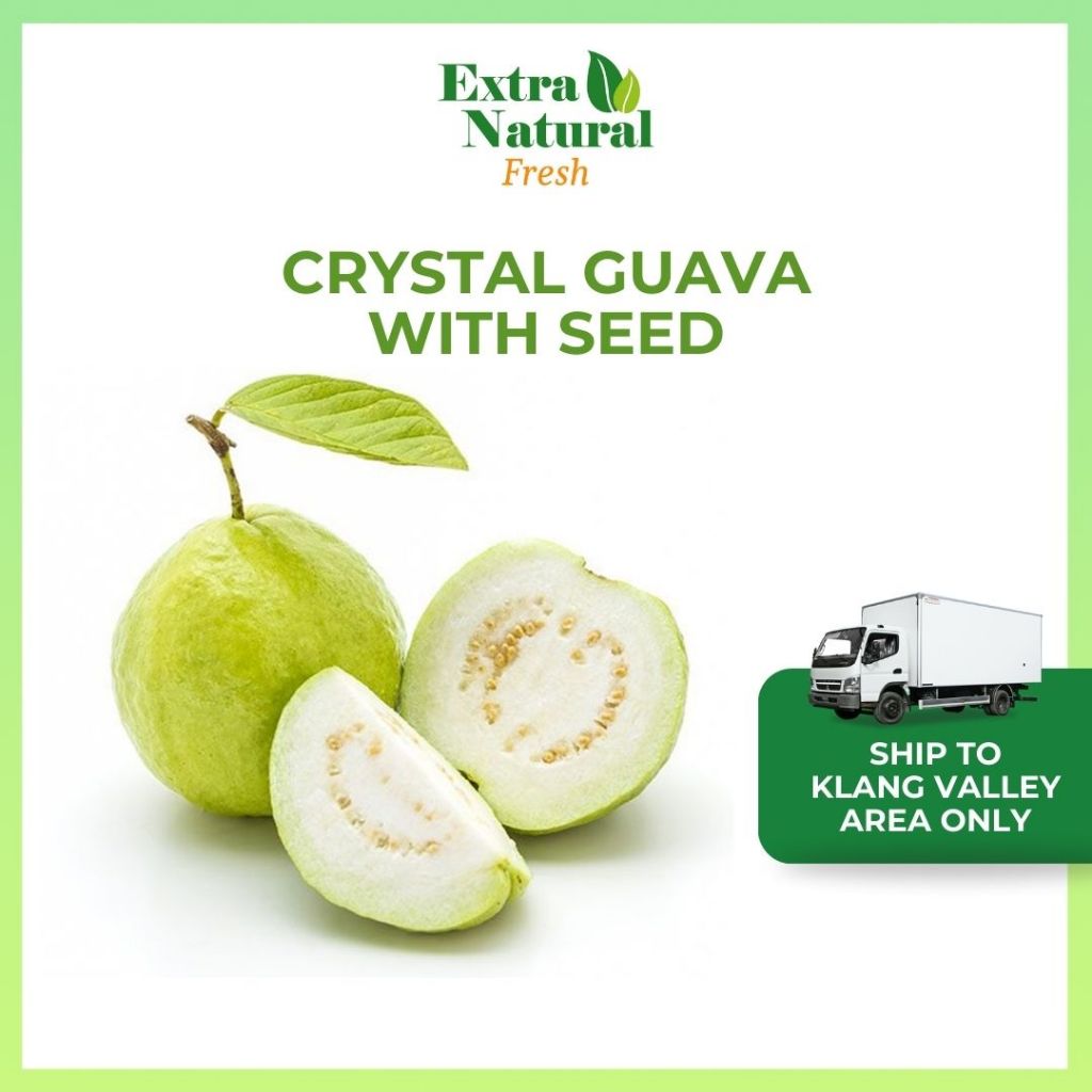 Crystal Guava with seed 1pcs (Jambu Batu)|Fresh Fruit|[Extra Natural ...