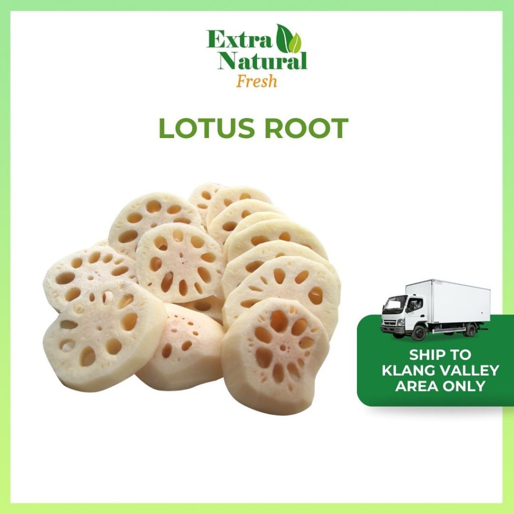 Fresh Lotus Root 1pcs (+/-500g) |Fresh Vegetable| [Extra Natural Fresh ...