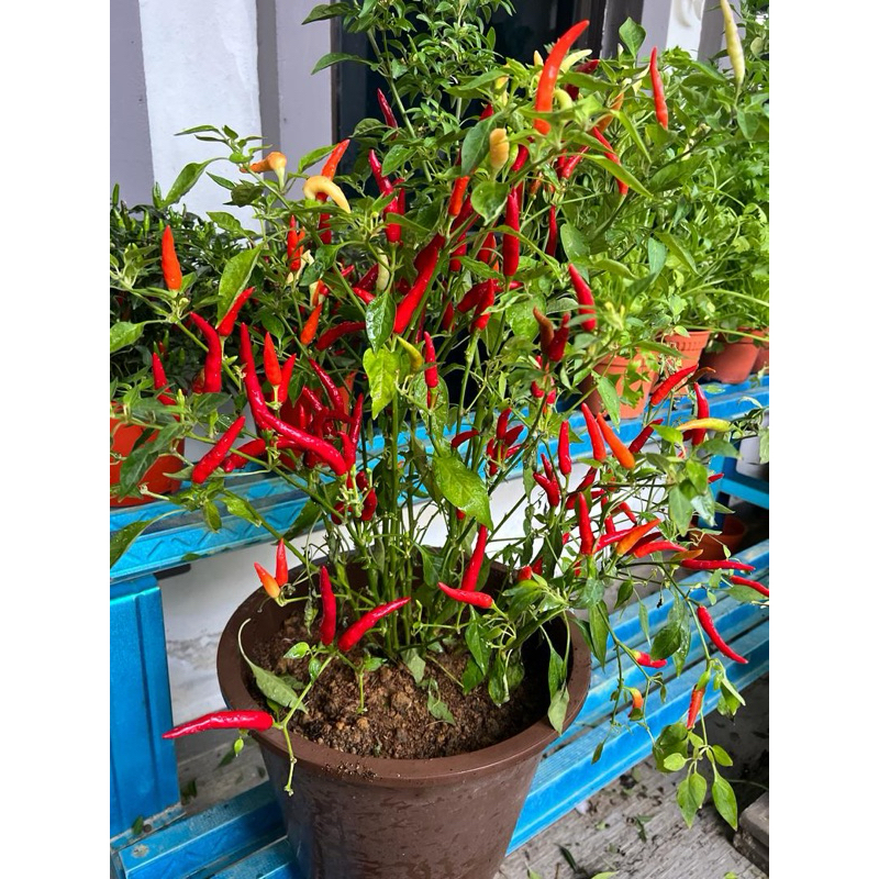 Cili Akar Berbuah Lebat Pedas Berapi 🌶️🌶️🌶️ : kedai sayur rawang ...