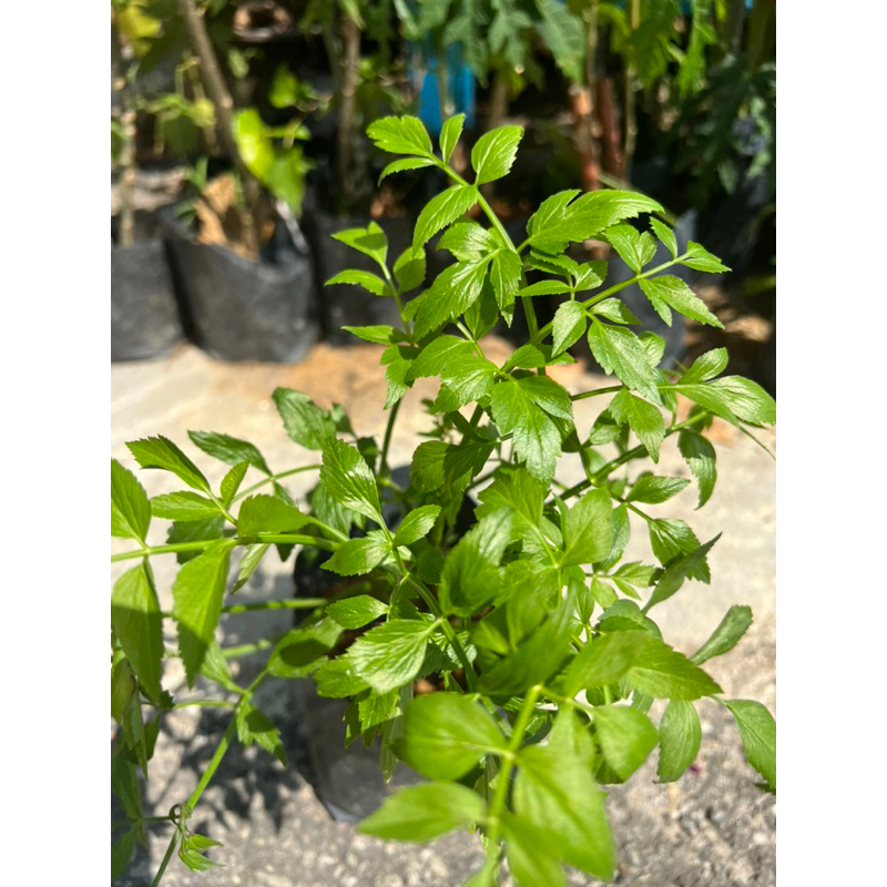 Daun Selom - Ulam Makan | Shopee Malaysia