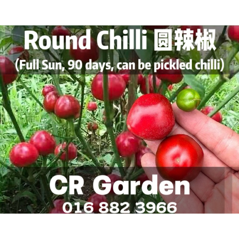 Round Chilli 5 Seeds 圆辣椒 5粒 (Full Sun, 90 days) | Shopee Malaysia