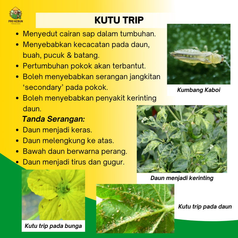 Kencis 1 Liter Racun Serangga Insecticide Racun Lalat Buah Ulat Pengorek Serangga Tanaman ...