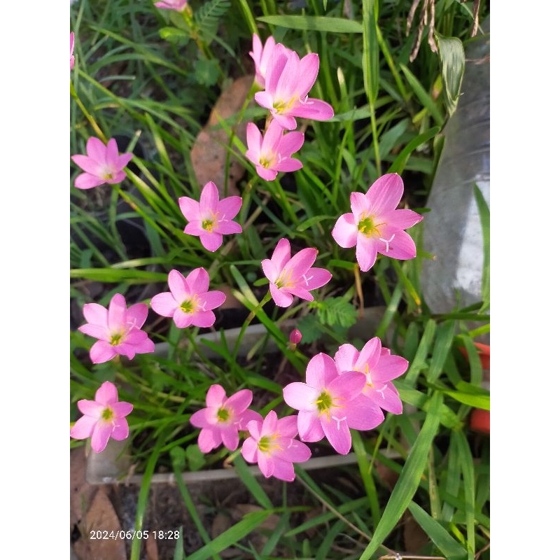 Pokok bunga lily pink 1 set(4 ubi) | Shopee Malaysia