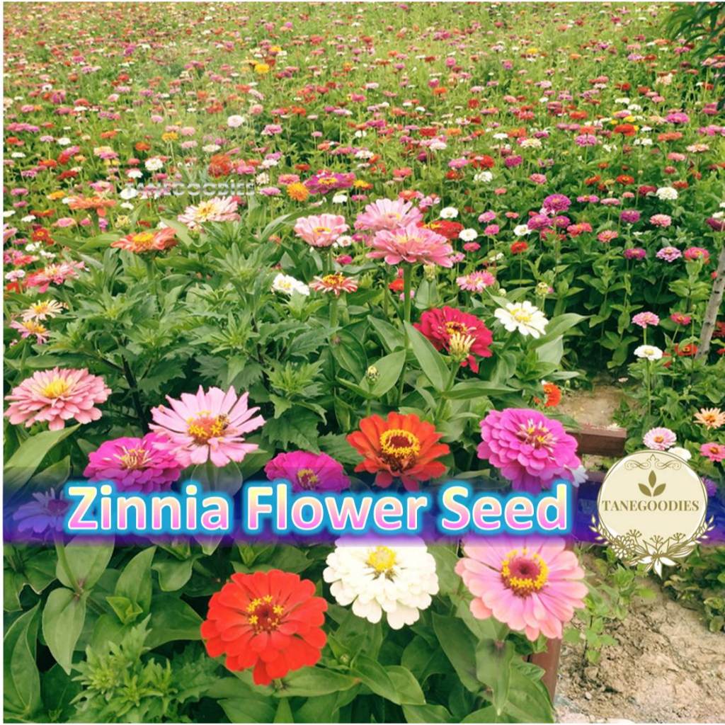 25pcs Seed Zinnia Flower Multiflora Mix Biji Benih Bunga Zinnia 百日草花种子 ...