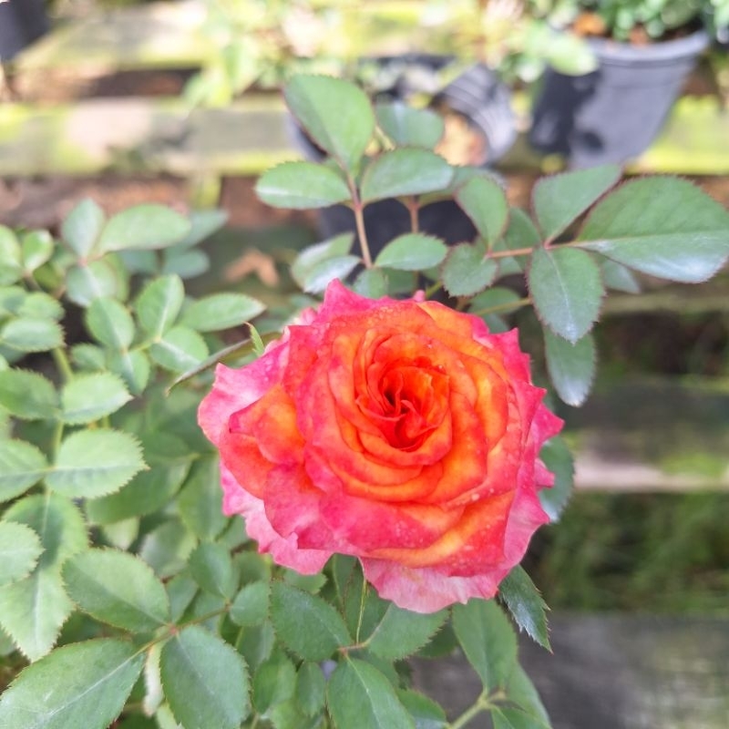 SNT " Rose Kampung Orange pink /romantis/ pokok hidup | Shopee Malaysia