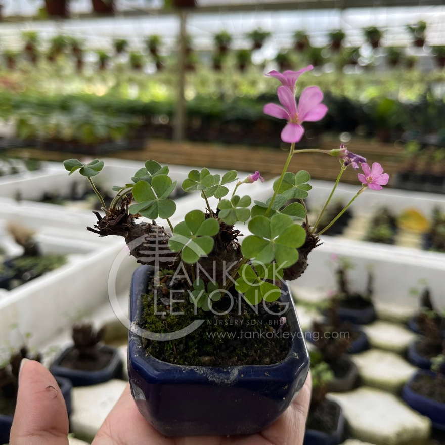 TKL - Mini Four-Leaf Clover with Ceramic Pot 精品混装陶瓷四叶草/幸运草 | Shopee Malaysia