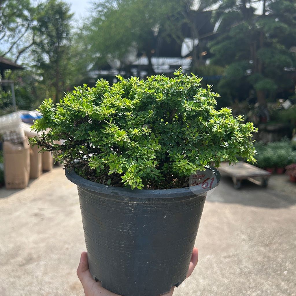 [Paling Horticulture Sdn Bhd] Murraya 九里香 | Murraya Paniculata Dwarf l ...