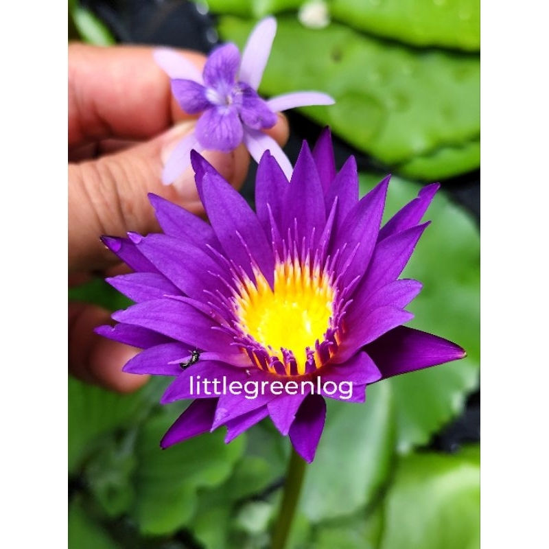 **Free fertilizer** Deep Purple Water Lily (owned hybrid) (Pokok Bunga ...