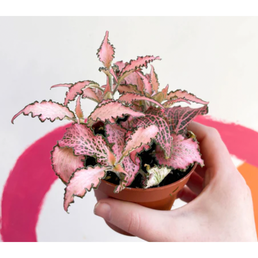Biji Benih Pokok Fittonia Seed Pink Star Nerve Plant - 10 Seed | Shopee ...