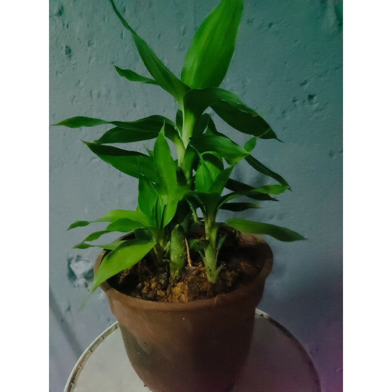 Lucky Bamboo Guan Yin Bamboo Plant 富贵竹 观音竹 风水fengshui plant 盆栽 indoor ... Lucky Bamboo Guan Yin Bamboo Plant 富贵竹 观音竹 风水fengshui plant 盆栽 indoor ...