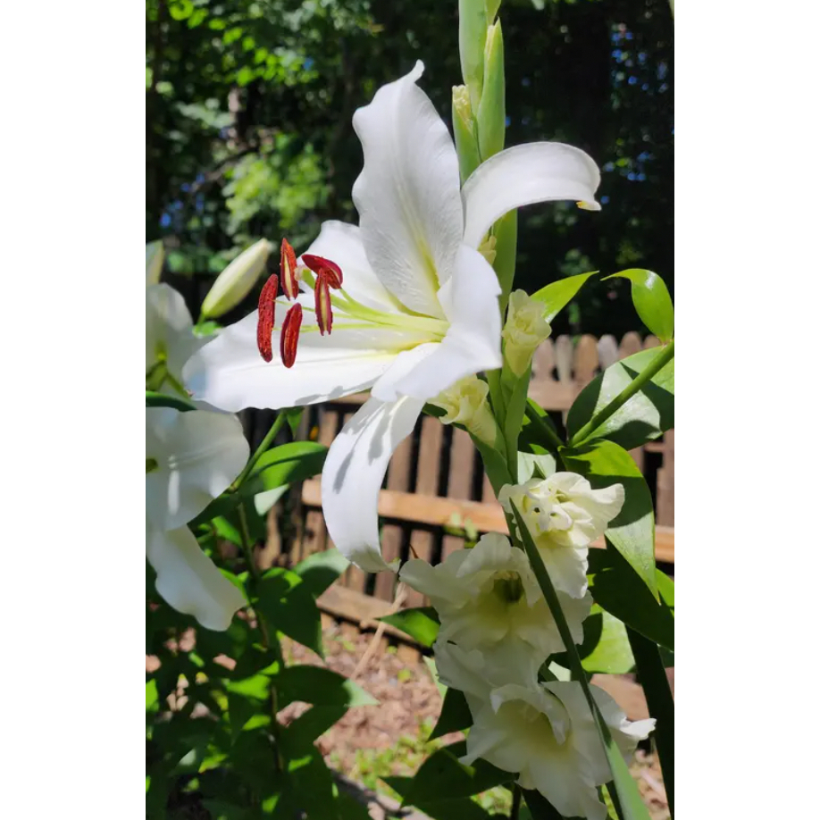 5 Pcs Biji Benih Bunga Lily Bulbs Flower Seed - Giant OT Zambesi Seed ...