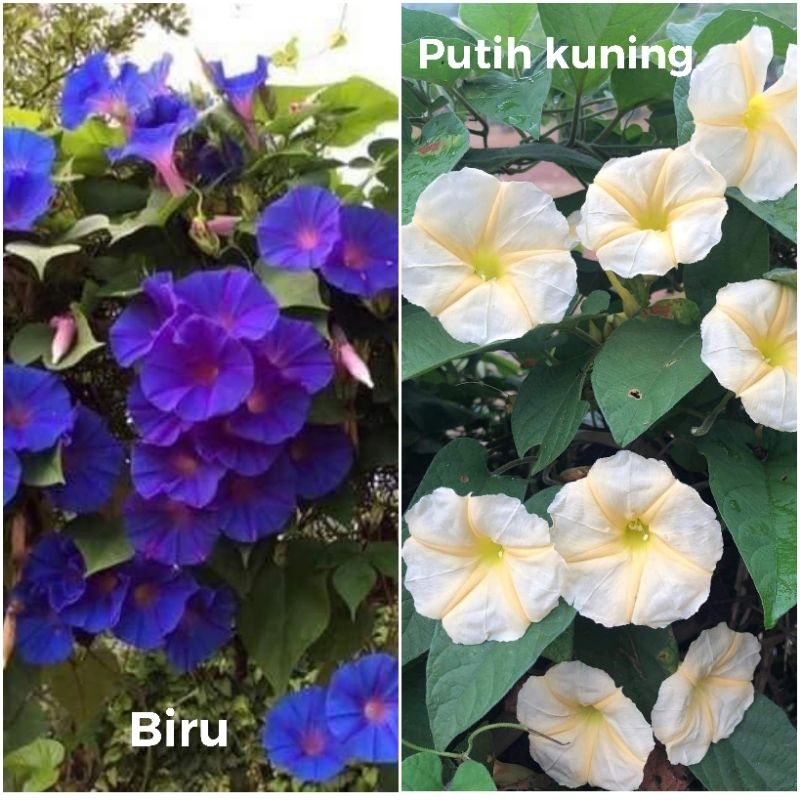 Pokok Bunga Morning Glory menjalar biru putih kuning memanjat vine ...