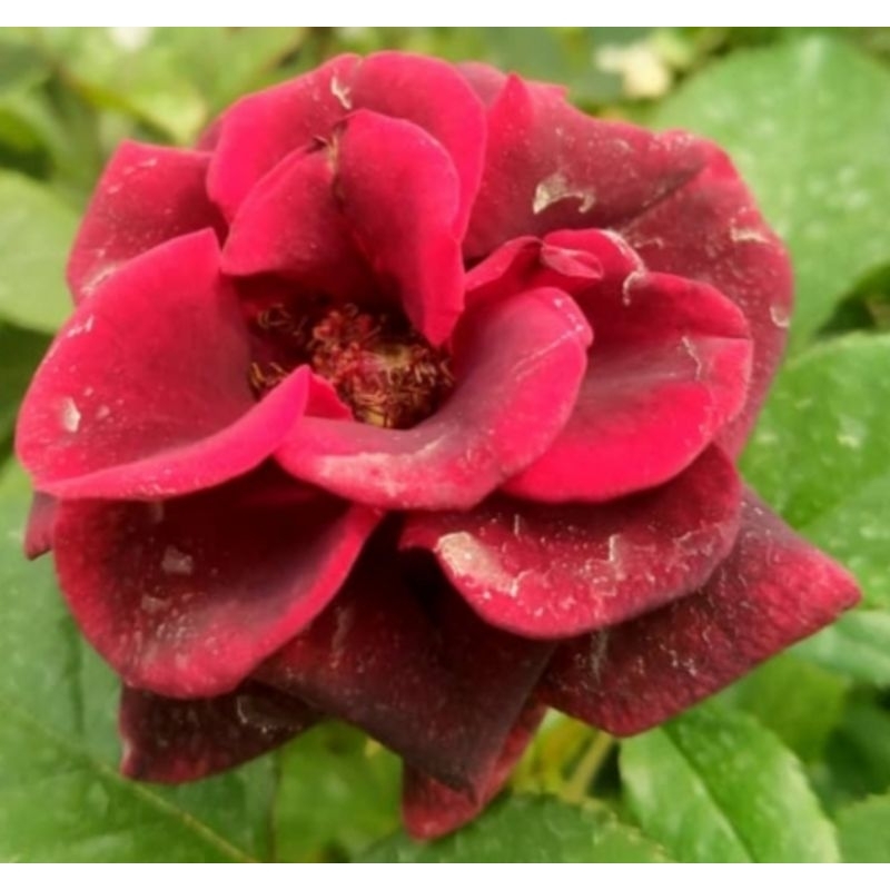 Anak Pokok Bunga Rose Seperti Dalam Gambar | Shopee Malaysia