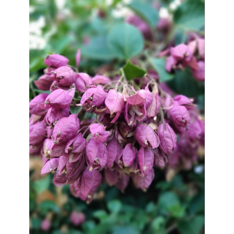 Keratan Bunga Kertas Bougainvillea Tanglong Purple | Shopee Malaysia