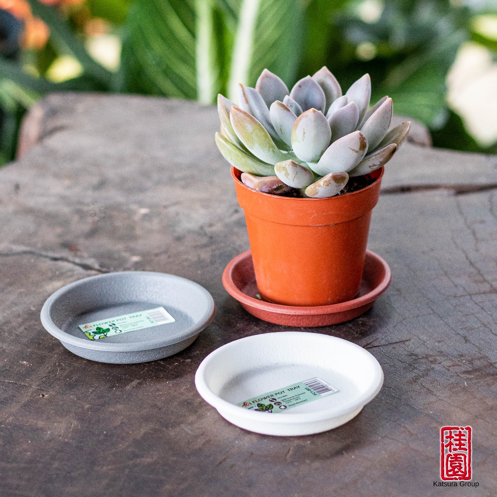 *FC1* Mini Flower Pot Tray | Pinggan Pasu | 花盆托盘 | Shopee Malaysia