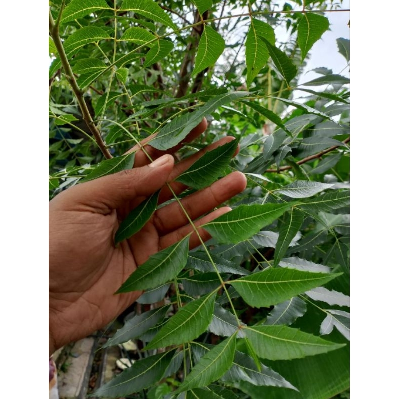 Daun Semambu / Neem Leaves / Keratan Batang(ODER BARU PETIK) | Shopee ...