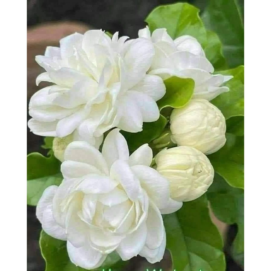 Real Plants Fragrant Jasminum Sambac Arabia Jasmine Flower Mogra ...