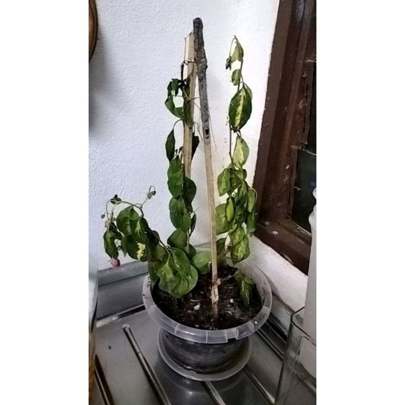 Bunga Kertas Bantut / Rosak | Shopee Malaysia